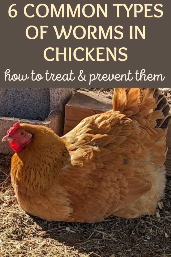 6 Common Types Of Worms In Chickens: How To Prevent, Detect, And Treat