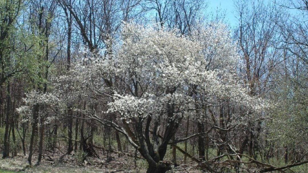 8 Stunning Dwarf Flowering Trees For Small Gardens