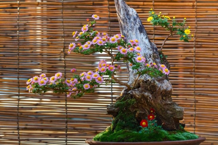 Guide To Growing Outdoor Bonsai Trees