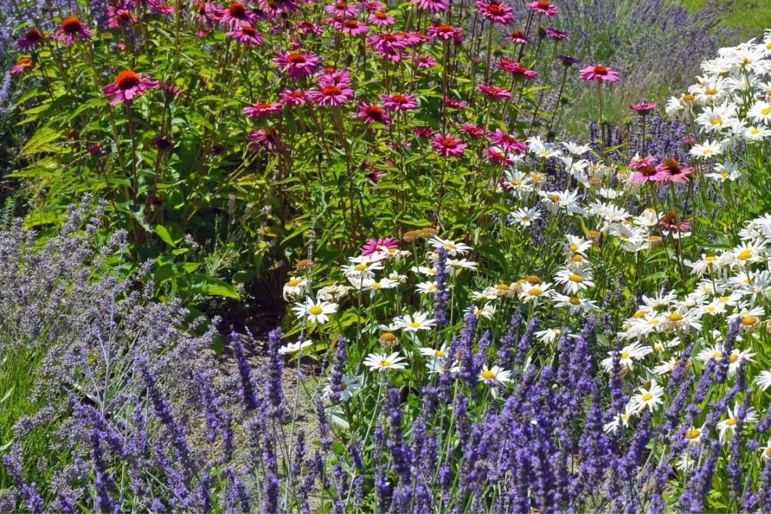 7 Great Companion Plants For Lavender (And 3 To Keep Away From Them)