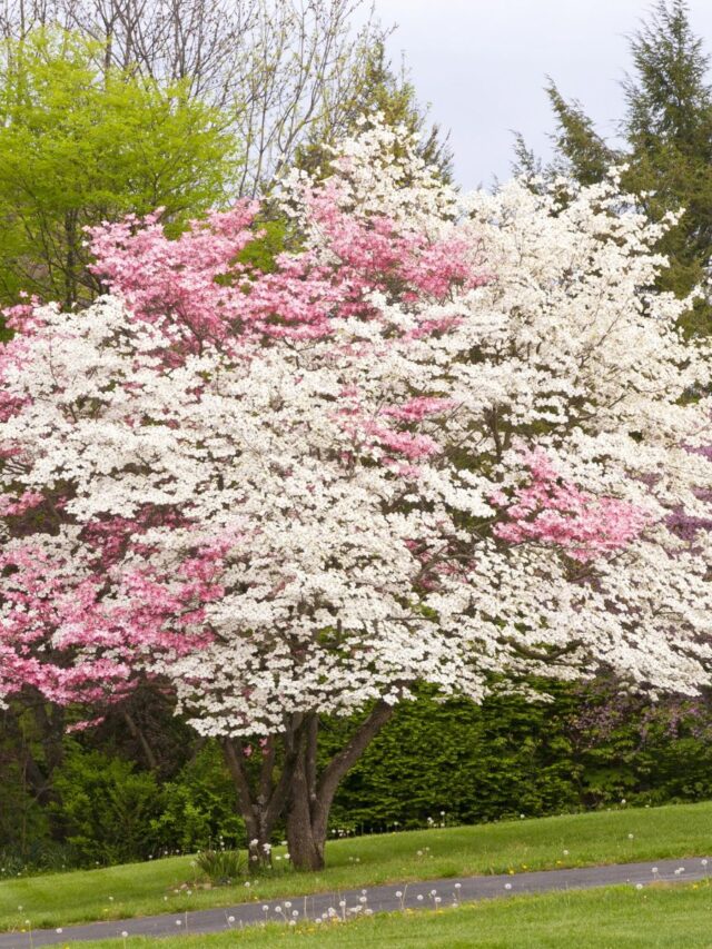 10 Types Of Flowering Trees For A Beautiful Yard