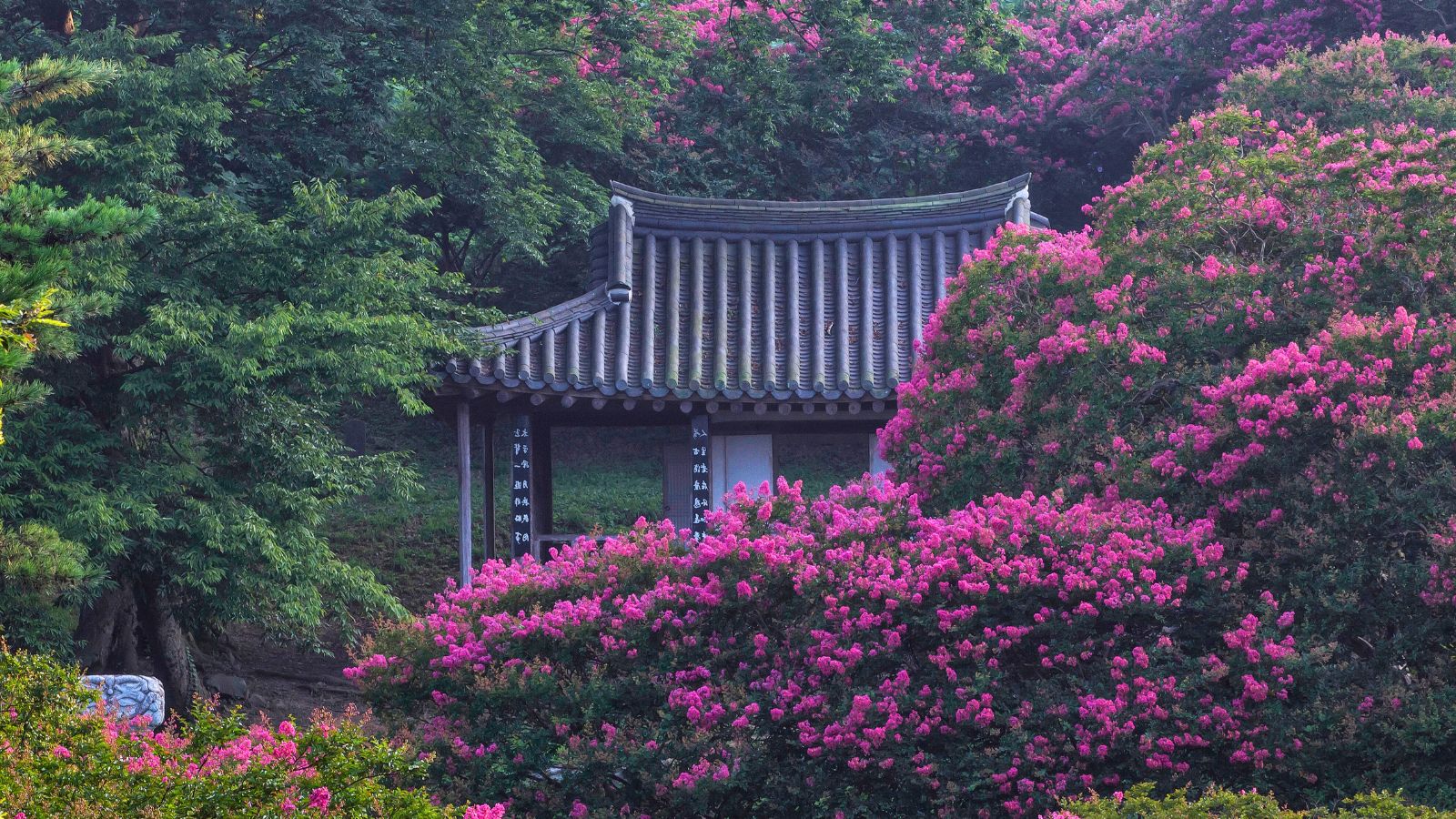 8 Stunning Dwarf Flowering Trees For Small Gardens