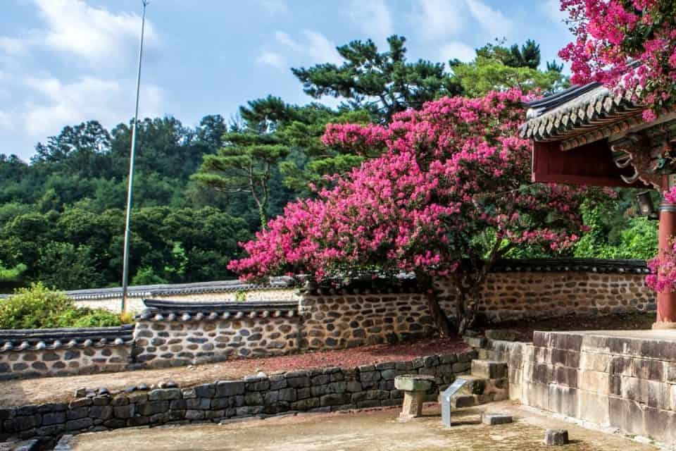 8 Stunning Dwarf Flowering Trees For Small Gardens