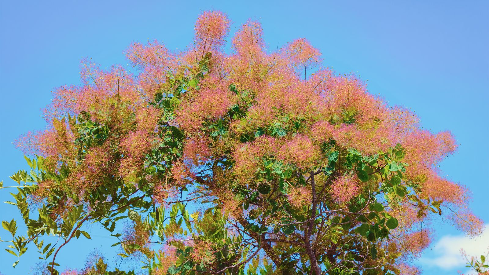 8 Stunning Dwarf Flowering Trees For Small Gardens