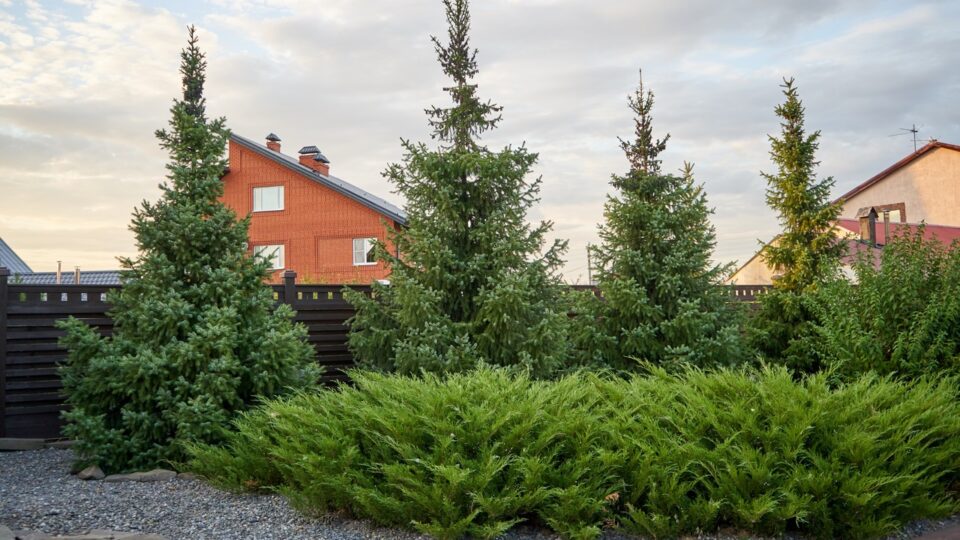 Sprucing Up Your Yard: Helpful Ideas For Landscaping Under Spruce Trees