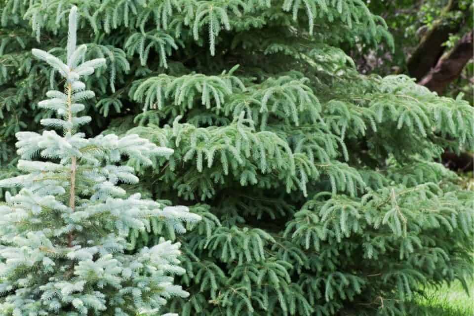 6 Helpful Tips For Landscaping Under Spruce Trees 6 Helpful Tips For Landscaping Under Spruce Trees