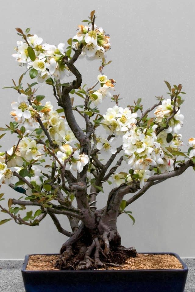Flowering Bonsai Trees: The Perfect Addition To Your Home Or Garden