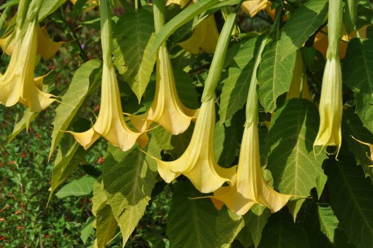 15 Stunning Yellow Flowering Trees For Your Yard