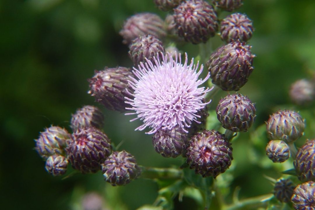 11 Worst Invasive Plants In Alaska (And 22 Natives You Should Plant ...