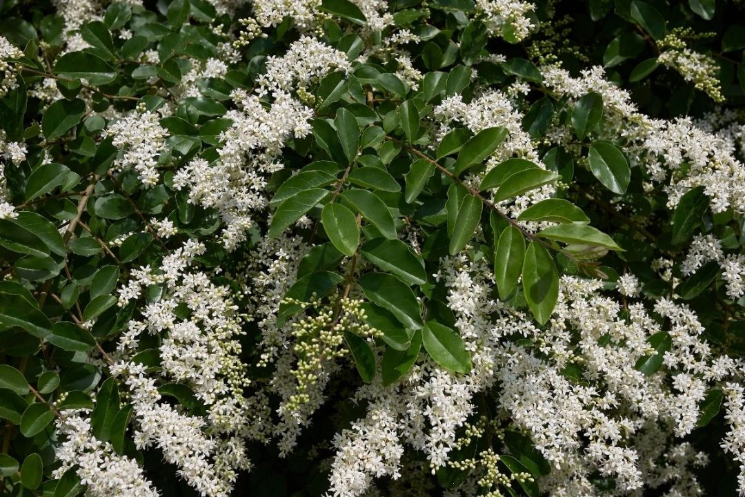 14 Worst Invasive Plants In Alabama (And 28 Plants You Should Plant ...