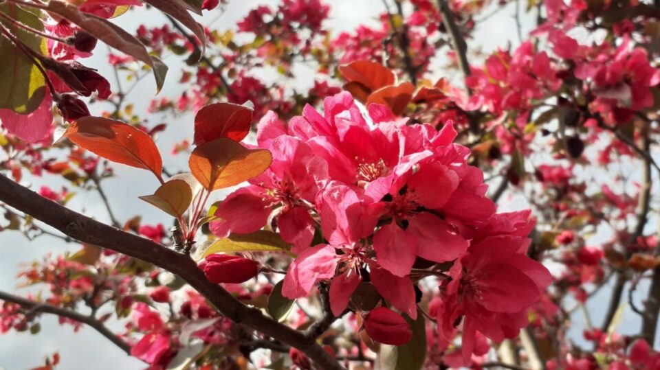 Add A Bold Splash Of Color: Gorgeous Red Blooming Trees To Plant In ...