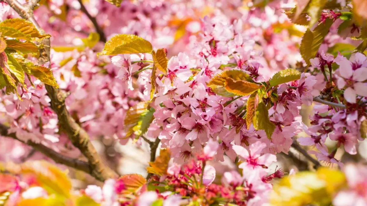 10 Best Fast-Growing Flowering Trees For Beauty, Shade, And Privacy