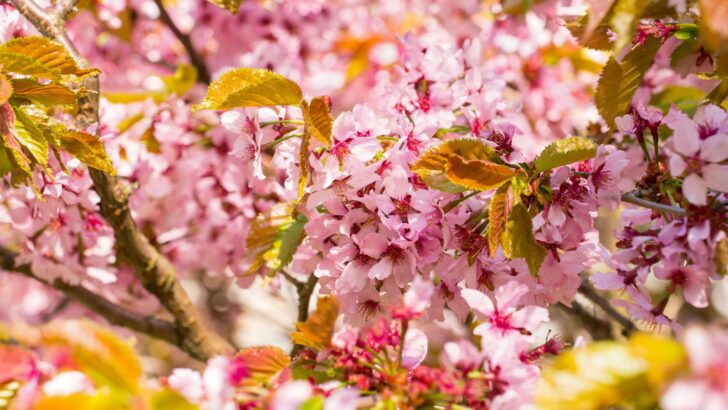 10 Best Fast-Growing Flowering Trees For Beauty, Shade, And Privacy