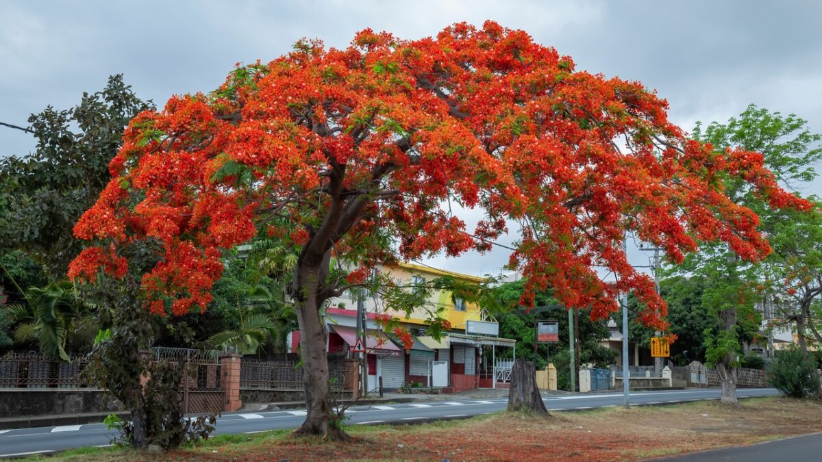 Add A Bold Splash Of Color: Gorgeous Red Blooming Trees To Plant In ...