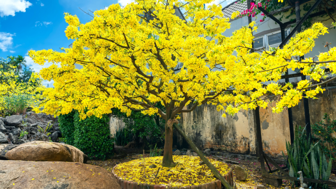 Stunning Yellow Flowering Trees For Your Yard