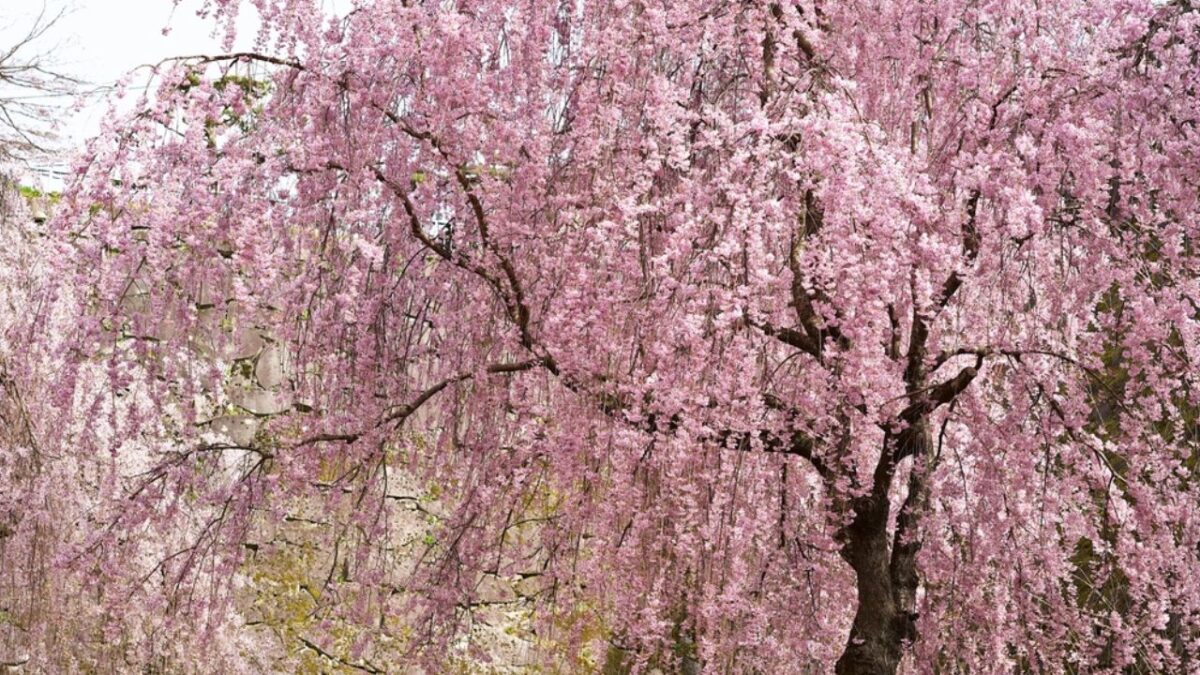 Gorgeous Weeping Flowering Trees For Any Dream Garden
