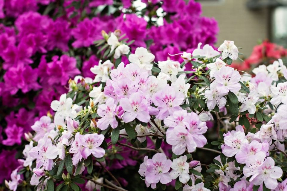 Are Azaleas Poisonous To Cats?