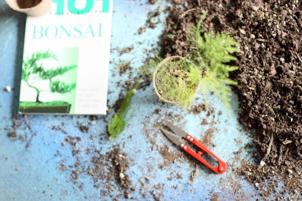 15 Best Bonsai Books For Beginners And Experts Alike