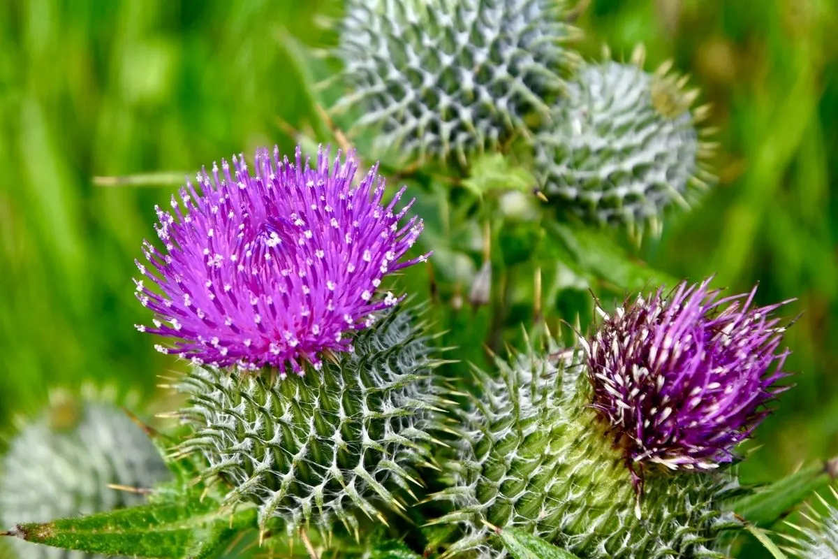 11 Worst Invasive Plants In Alaska (And 22 Natives You Should Plant ...