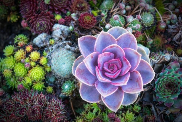 19 Best Purple Succulent Plants For Your Garden