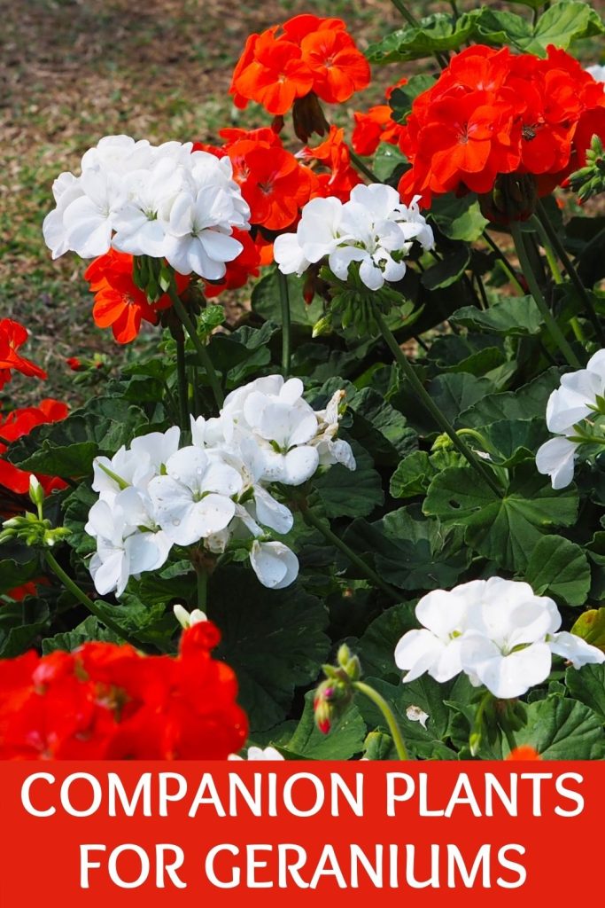 21 Gorgeous Companion Plants For Geraniums