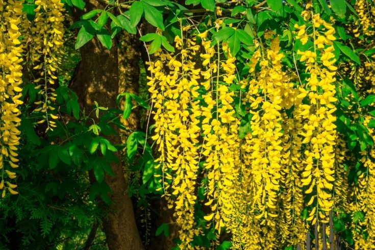 15 Stunning Yellow Flowering Trees For Your Yard