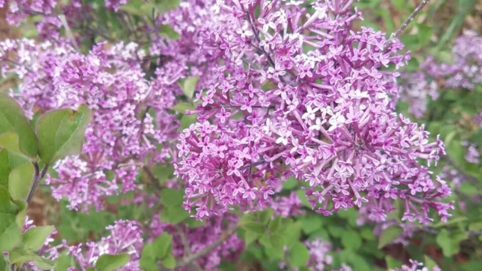 10 Types Of Flowering Trees For A Beautiful Yard