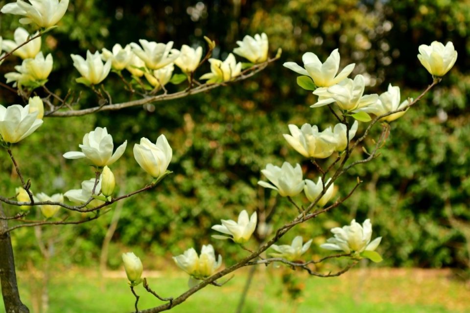 15 Stunning Yellow Flowering Trees For Your Yard
