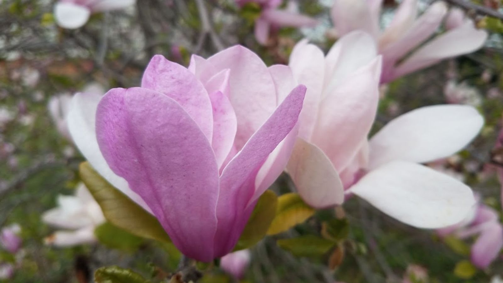 10 Types Of Flowering Trees For A Beautiful Yard