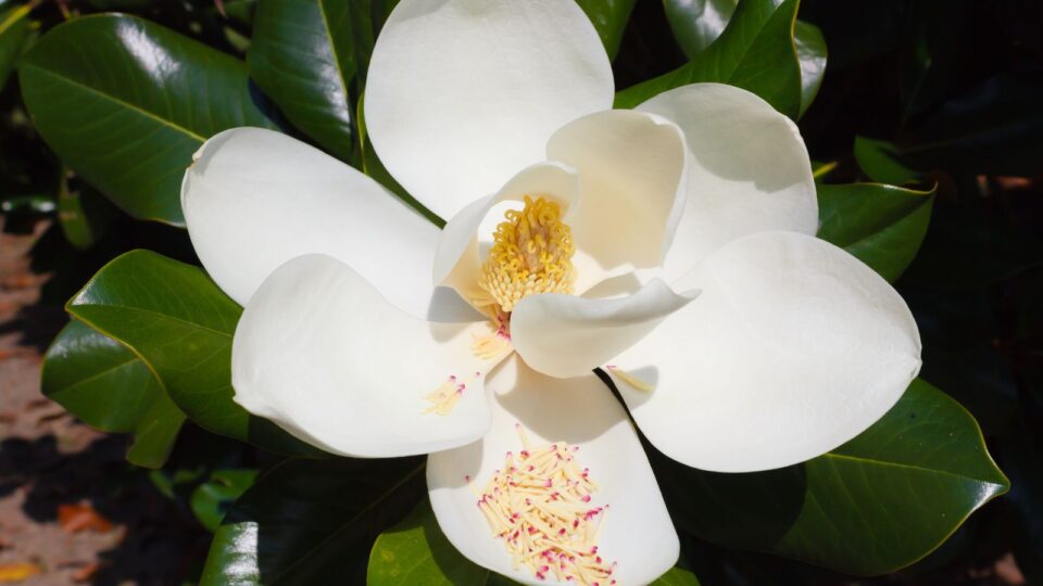 10 Best Fast-Growing Flowering Trees For Beauty, Shade, And Privacy