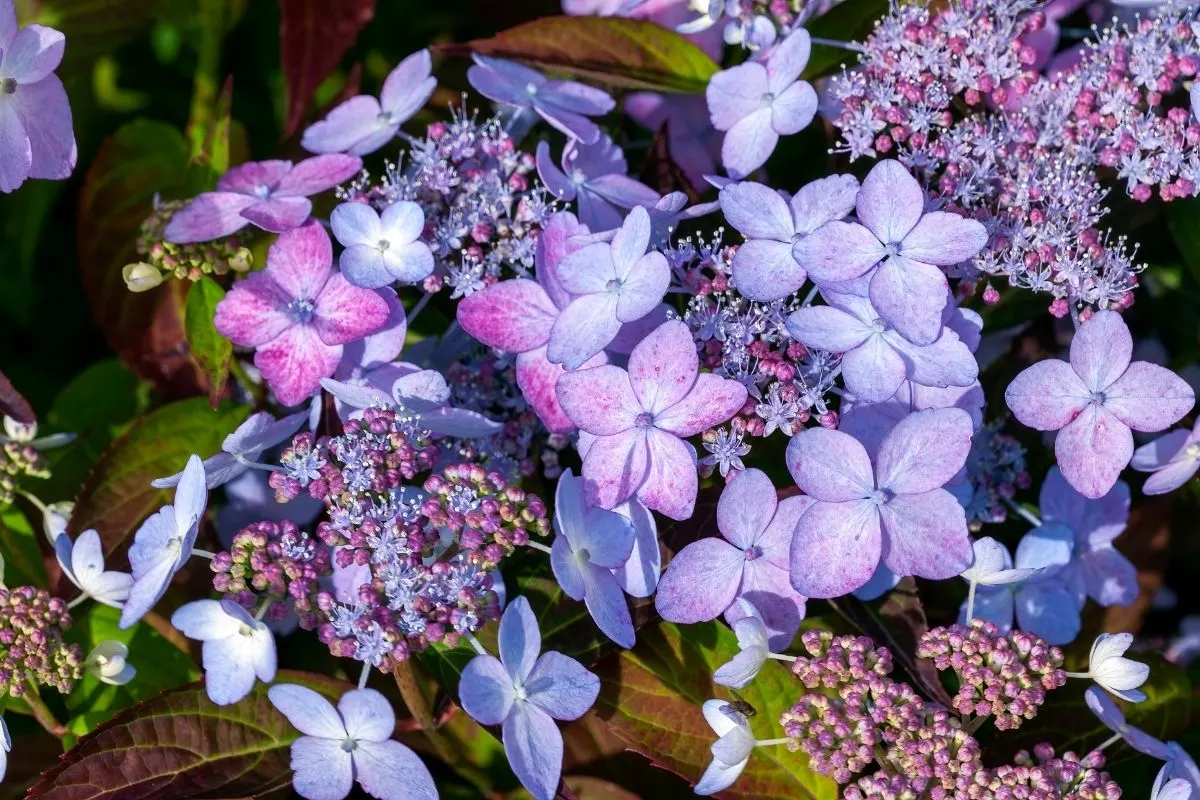 How To Prune Hydrangeas For Gorgeous Summer Flowers