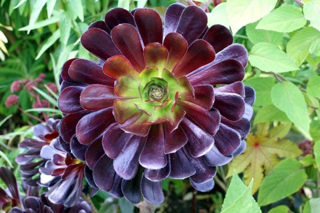 19 Best Purple Succulent Plants For Your Garden
