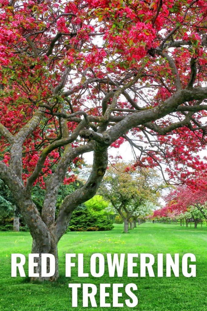 10 Beautiful Red Flowering Trees (With Pictures)