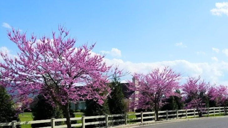 10 Purple Flowering Trees That Will Make Your Garden Unforgettable