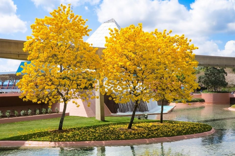 15 Stunning Yellow Flowering Trees For Your Yard