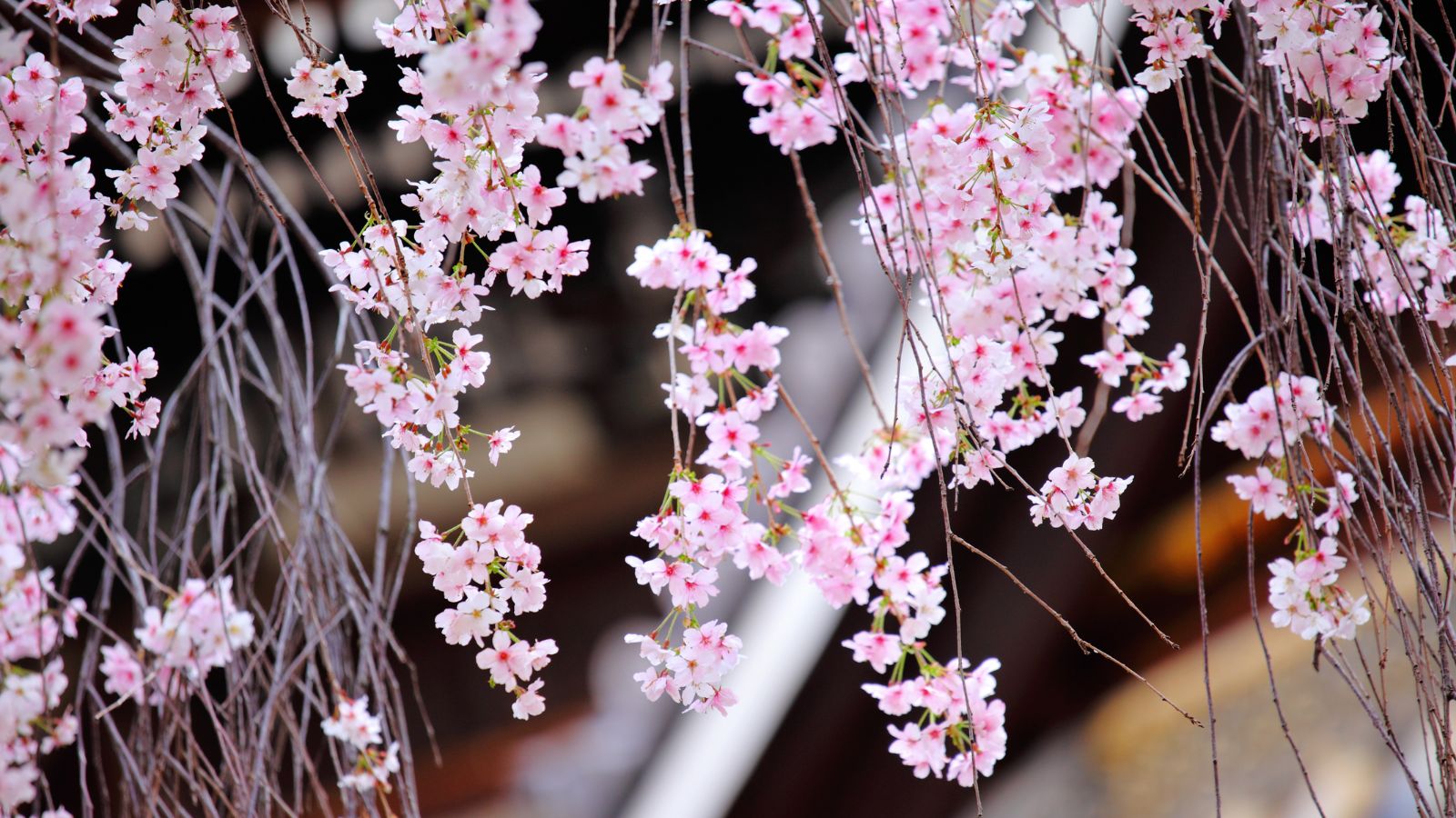 10 Types Of Flowering Trees For A Beautiful Yard
