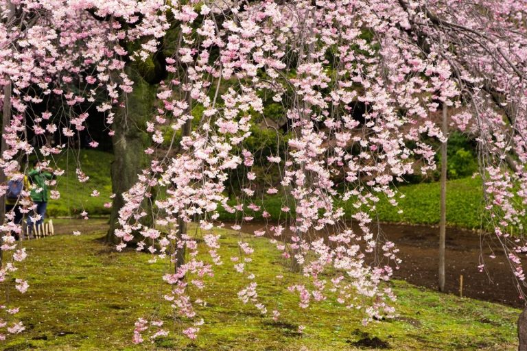 11 Best Weeping Flowering Trees For Small And Big Gardens Alike (With ...