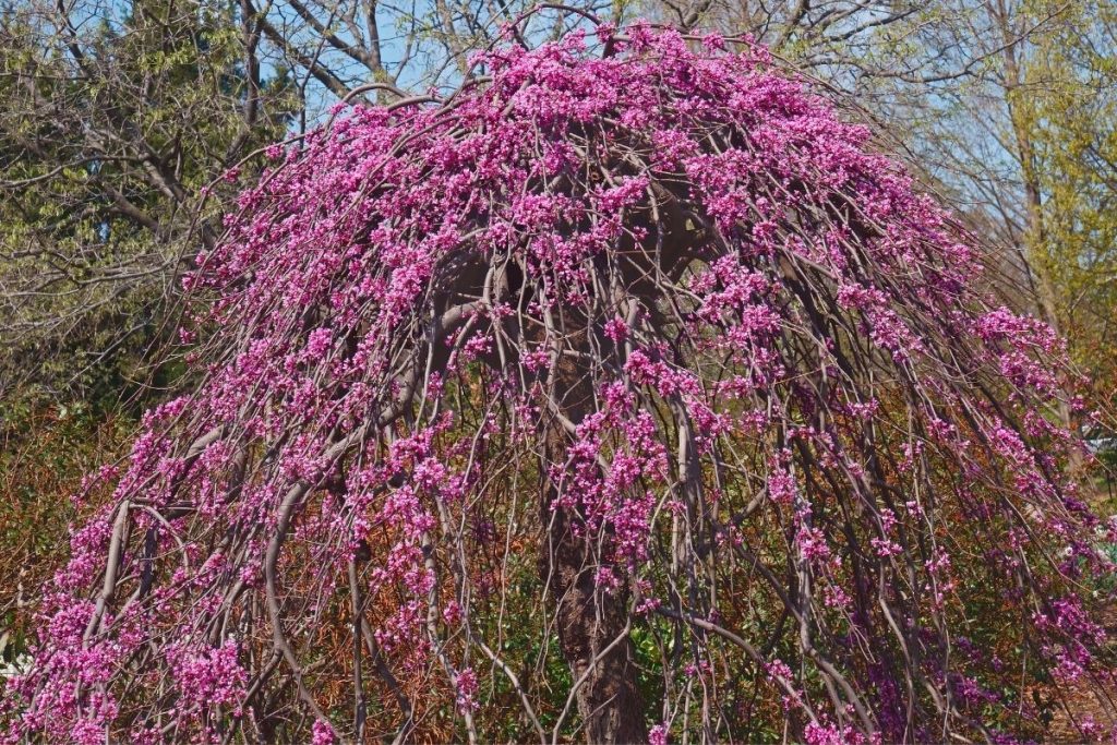 11 Best Weeping Flowering Trees For Small And Big Gardens Alike (With ...