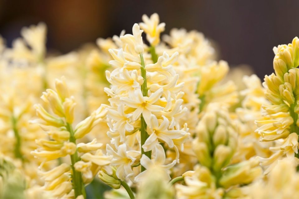 Are Hyacinths Poisonous To Cats?