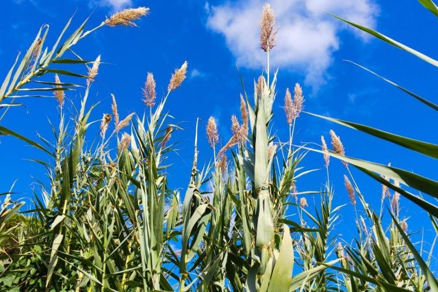 11 Most Harmful Invasive Plants In Arizona (And 22 Natives You Should ...