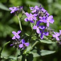 12 Worst Invasive Plants In Colorado (And 24 Natives To Plant Instead)