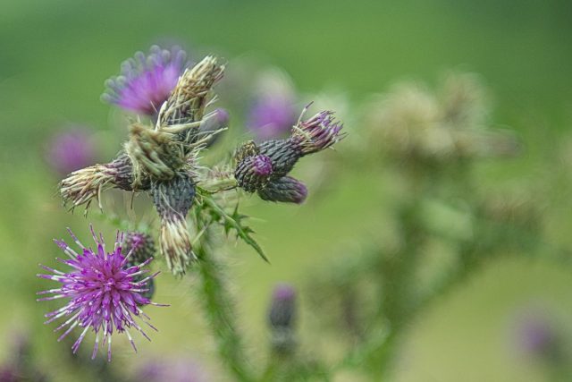11 Most Harmful Invasive Plants In Arizona (And 22 Natives You Should ...