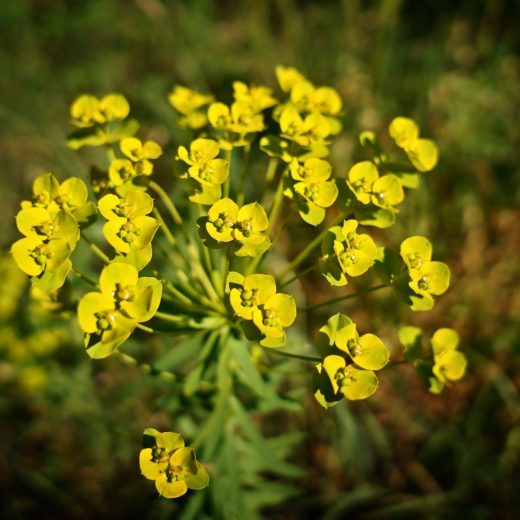 12 Worst Invasive Plants In Colorado (And 24 Natives To Plant Instead)