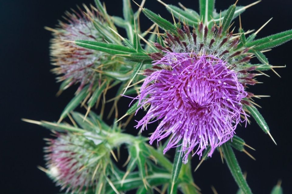 11 Most Harmful Invasive Plants In Arizona (And 22 Natives You Should ...