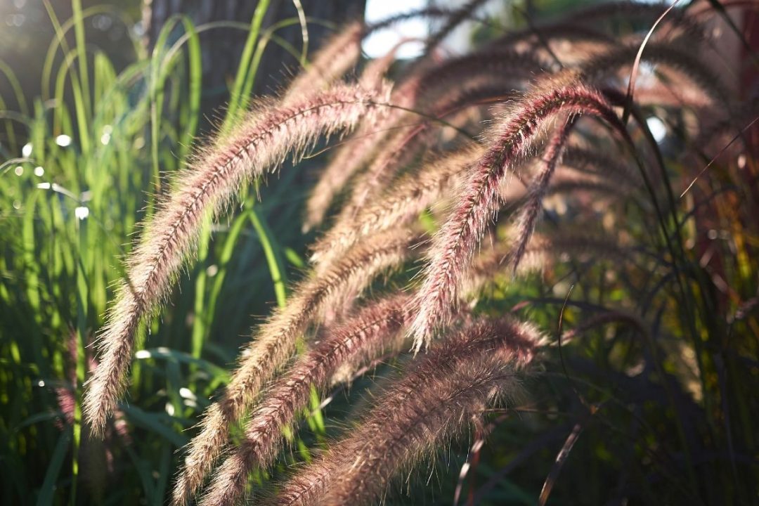 11 Most Harmful Invasive Plants In Arizona (And 22 Natives You Should ...