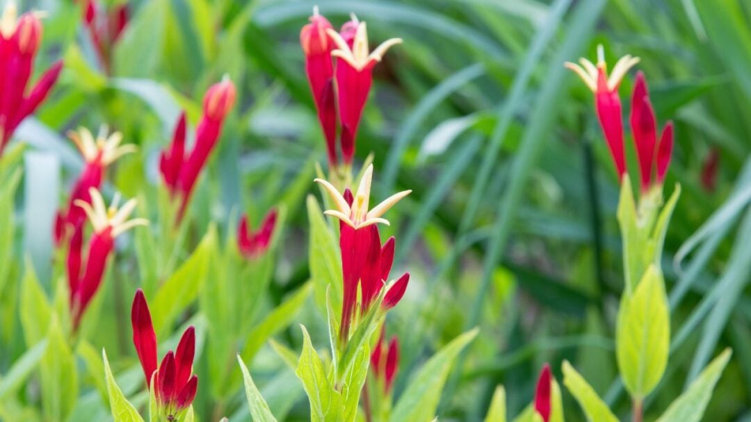 14 Tubular Flowers That Attract Hummingbirds
