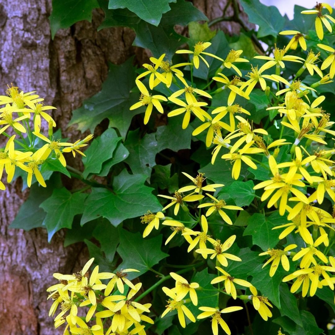 16 Worst Invasive Plants In California (And 32 Natives You Should Plant ...
