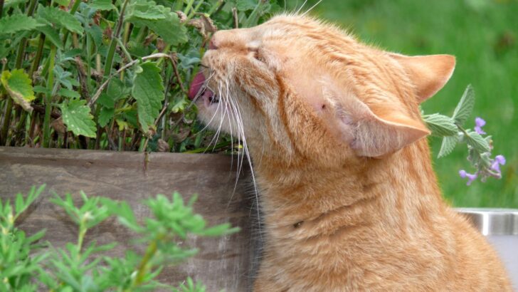 50+ Cat-Friendly Plants That Are Safe For Your Feline Friends