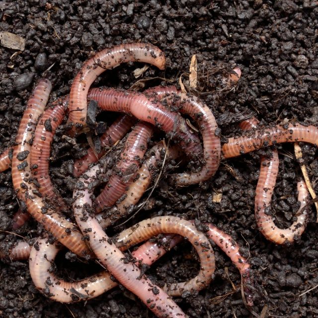 What Do Earthworms Eat?
