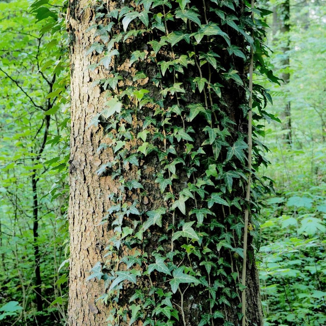 16 Worst Invasive Plants In Indiana Gardens (And 32 Natives To Plant ...